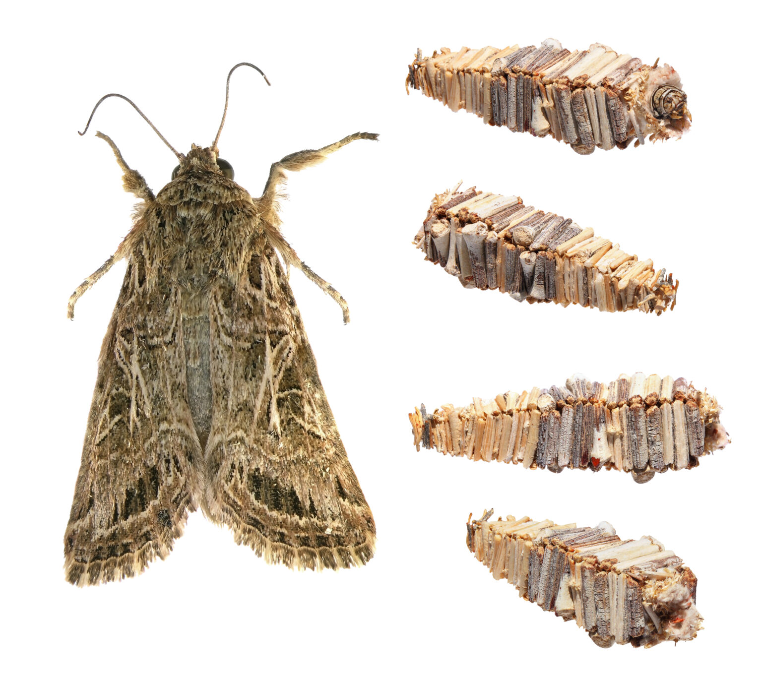 Bagworm Moth Insect Facts - A-Z Animals