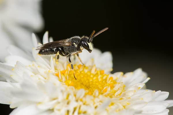 Discover 14 Bees in Tennessee: Ranked by Most Painful Sting - A-Z Animals