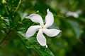 Discover The National Flower of Pakistan: Jasmine - A-Z Animals