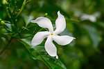 Discover The National Flower of Pakistan: Jasmine - A-Z Animals