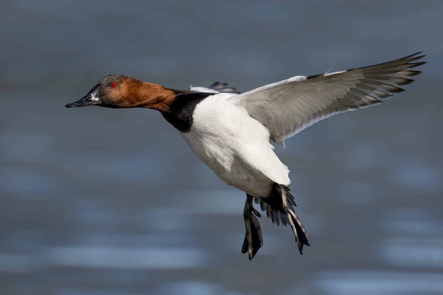 Canvasback Bird Facts - Aythya valisineria - A-Z Animals
