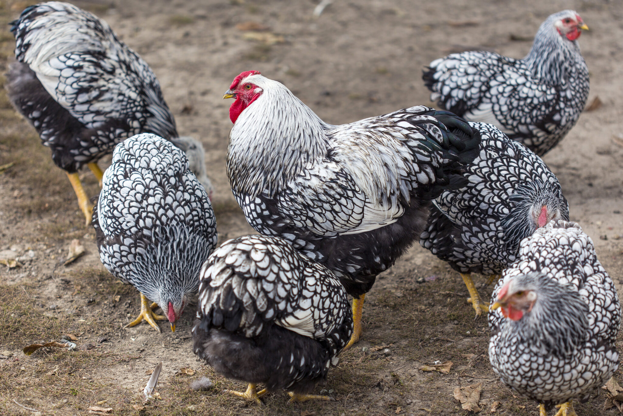 Discover 20 Different Types of Roosters (and What Makes Each Unique ...
