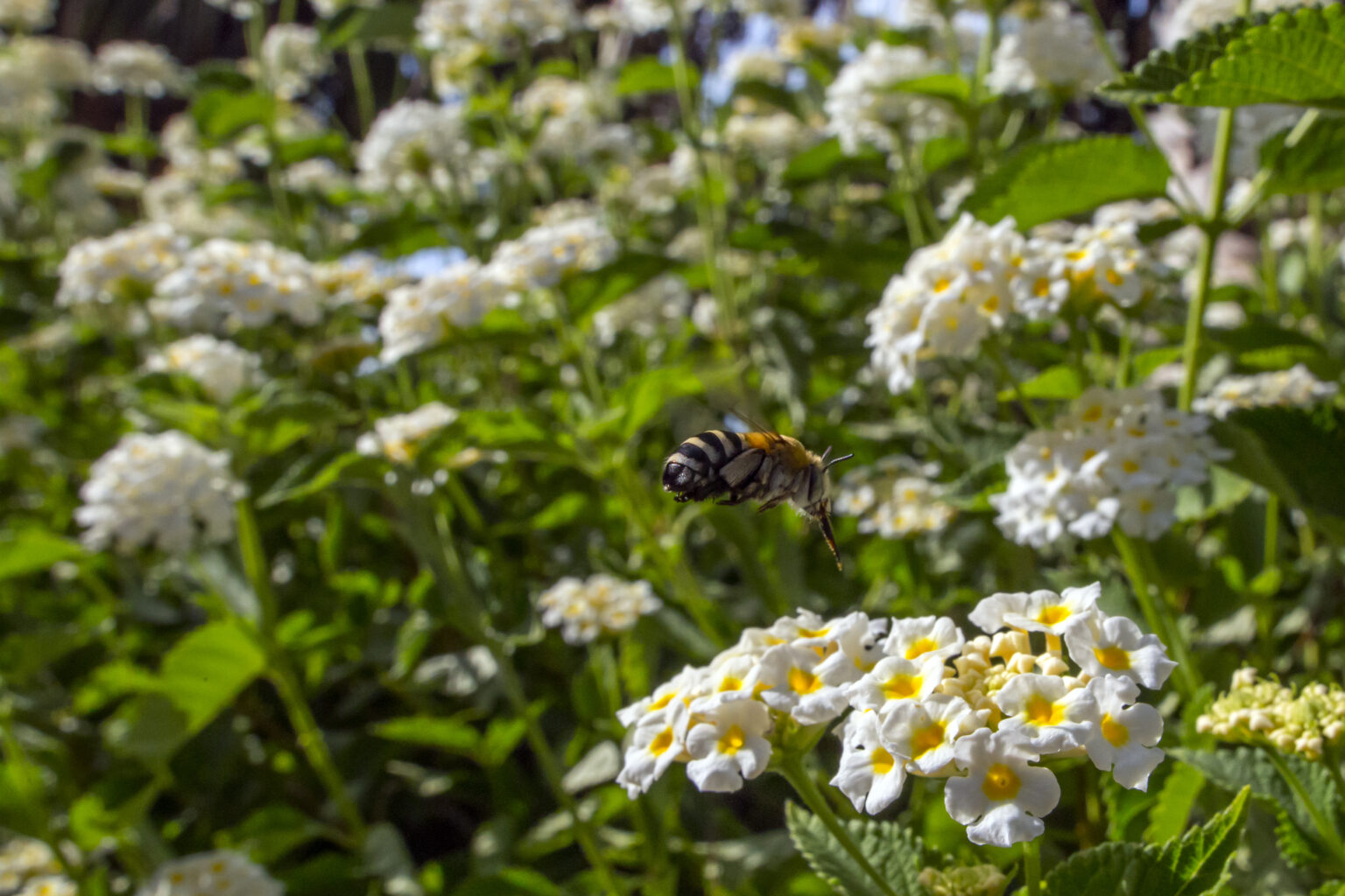 Southeastern Blueberry Bee Animal Facts - Habropoda laboriosa - A-Z Animals
