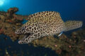 Moray Eel Animal Facts - Muraenidae - A-Z Animals