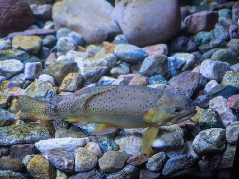 Trout Size Comparison: Just How Big Do the Different Types Get? - A-Z ...