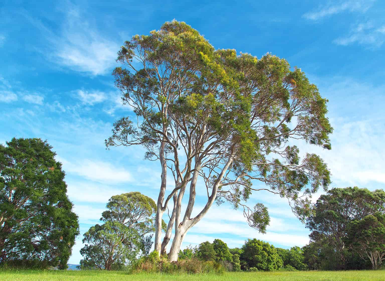 12 Stunning Trees in Australia - A-Z Animals