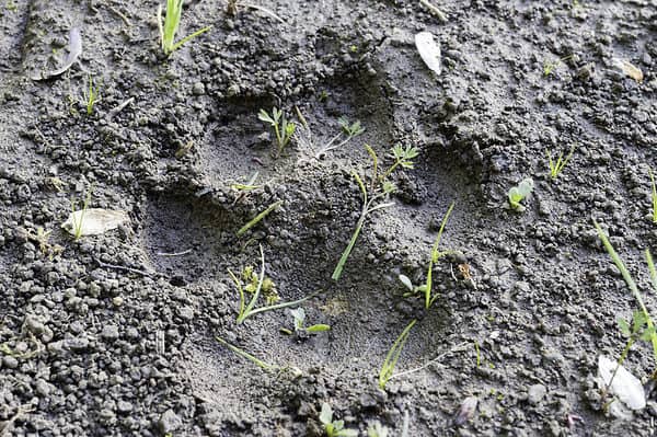 Backyard Animal Tracks Identification: A Complete Guide for 2024 - A-Z ...