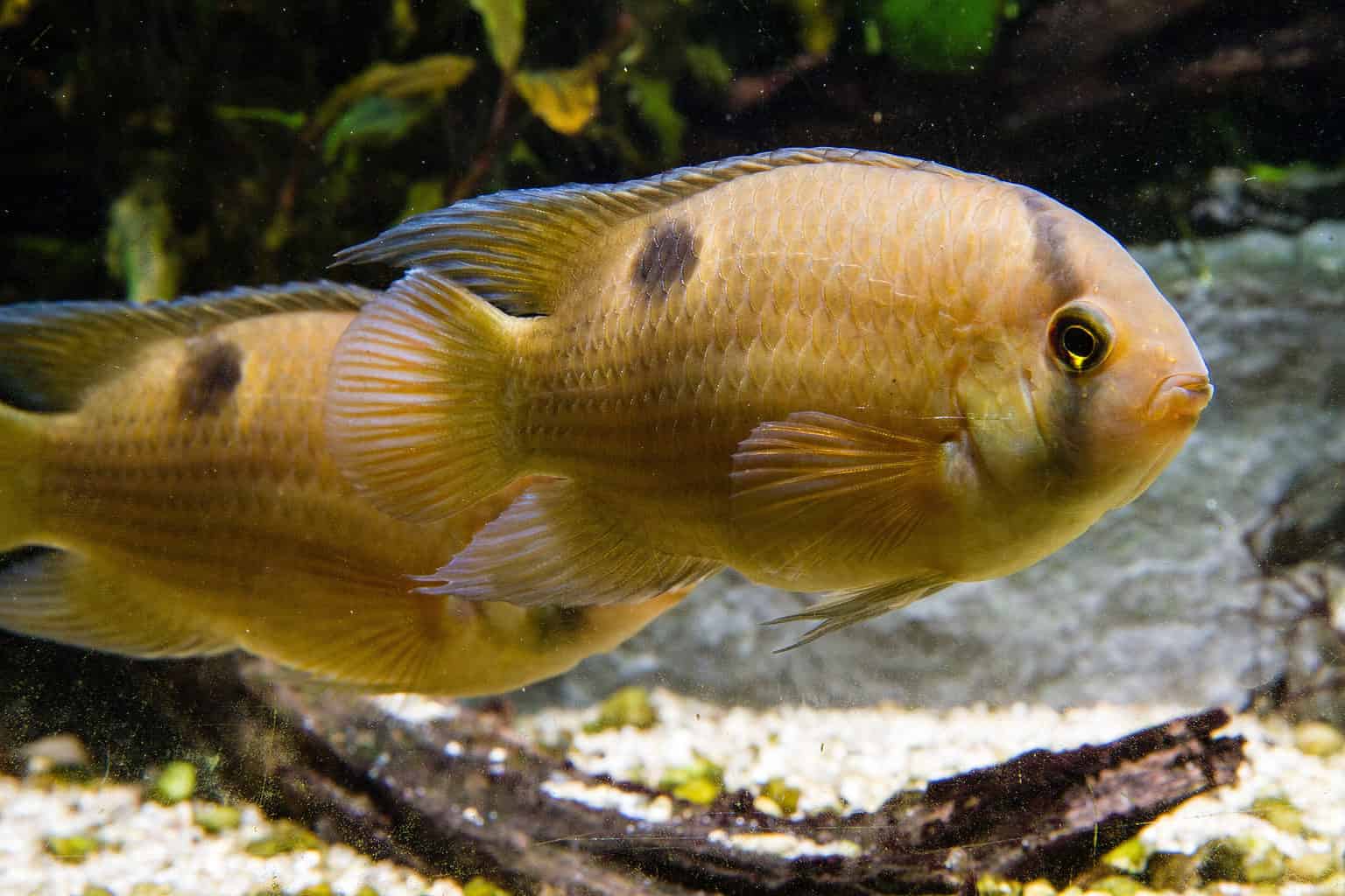 Cichlid Fish Facts - Herotilapia multispinosa - A-Z Animals