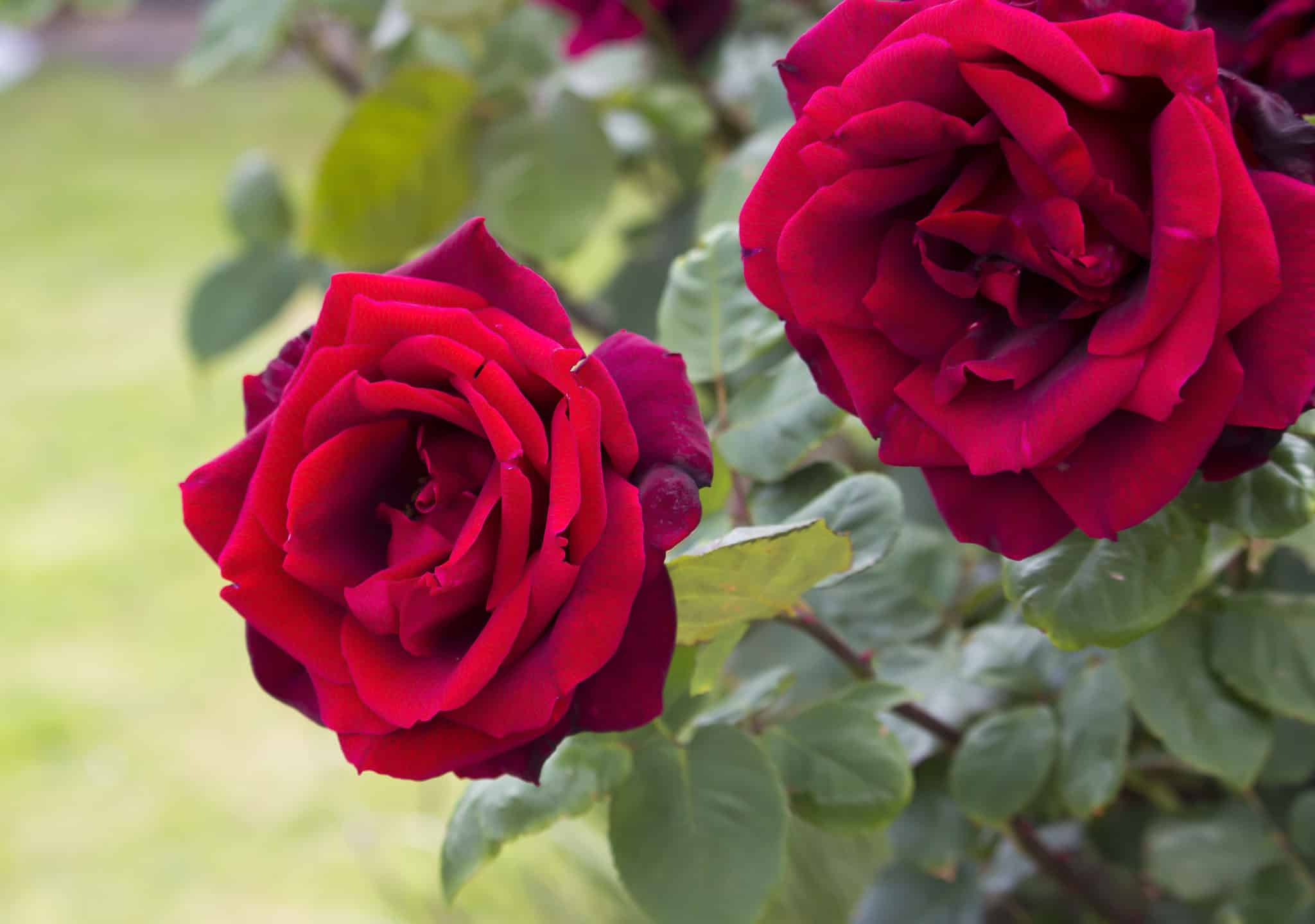 5 of the Most Beautiful Roses to Grow in Missouri - A-Z Animals