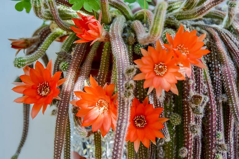 Rat Tail Cactus - A-Z Animals