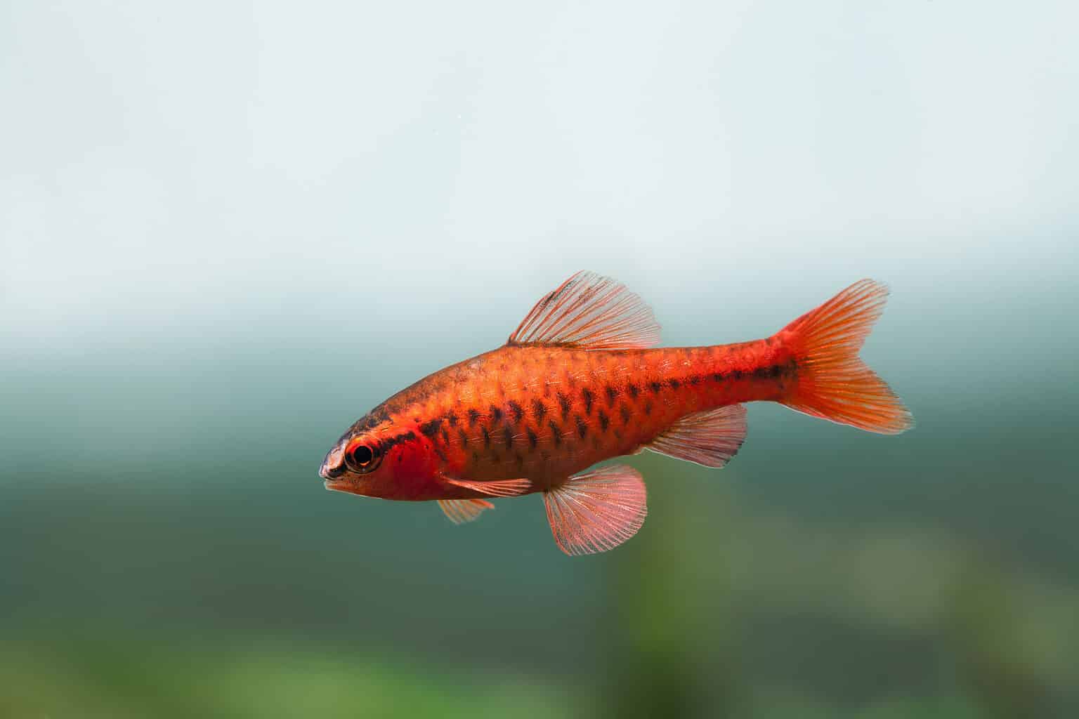 Barb Fish Facts - Barbus Barbus - A-Z Animals