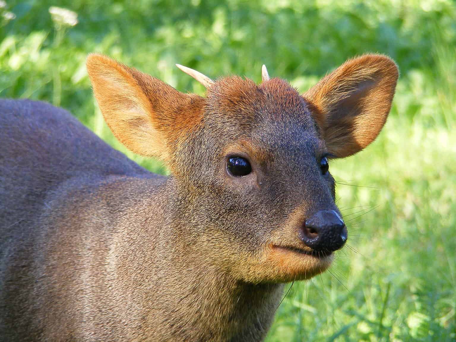 Discover the 4 Smallest Deer Species in the World - A-Z Animals