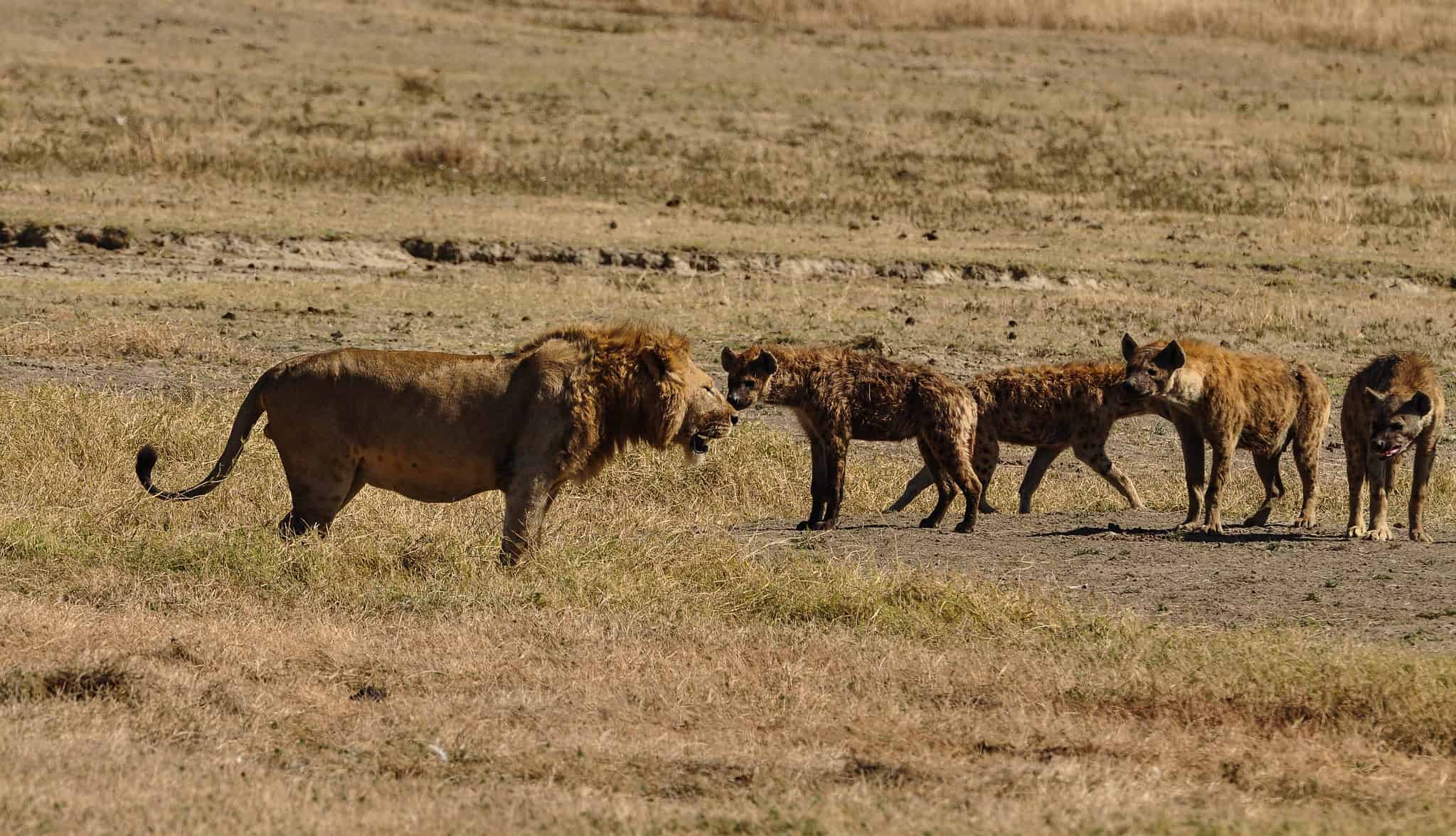 See An Epic Battle Between 10 Lions and 10 Hyenas in A Turf War - AZ ...