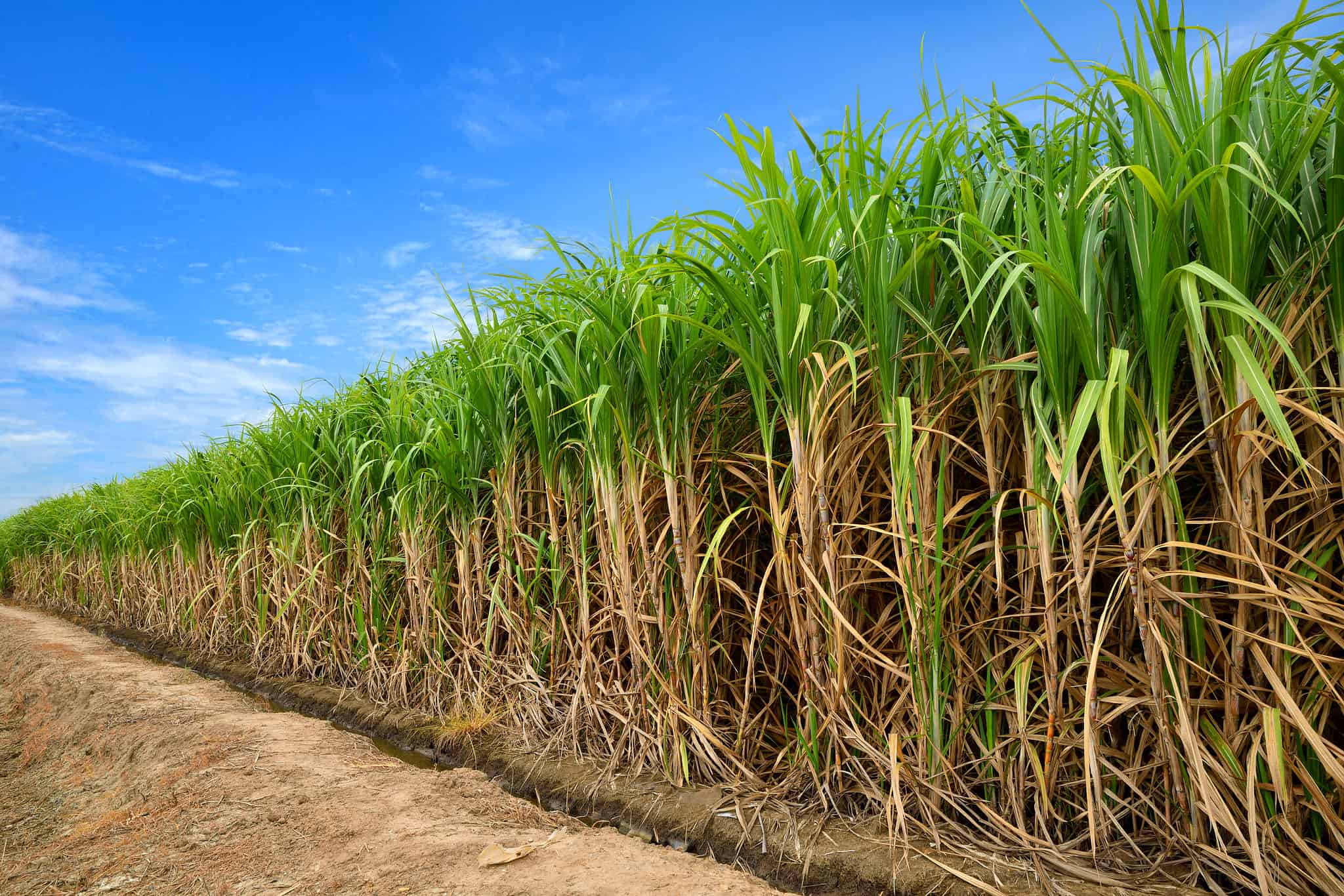 African Sugarcane Borer Insect Facts - Eldana saccharina - A-Z Animals