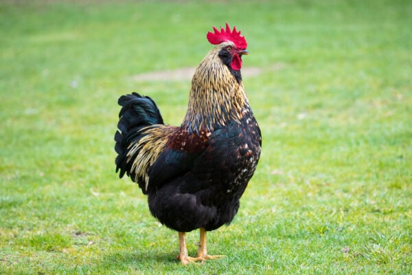 Chicken Anatomy 101 - A-Z Animals
