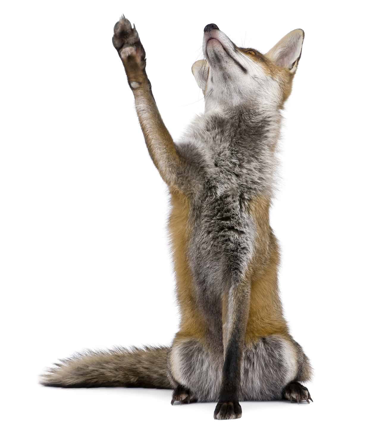 Fox Tracks: Identification Guide for Snow, Mud, and More - A-Z Animals