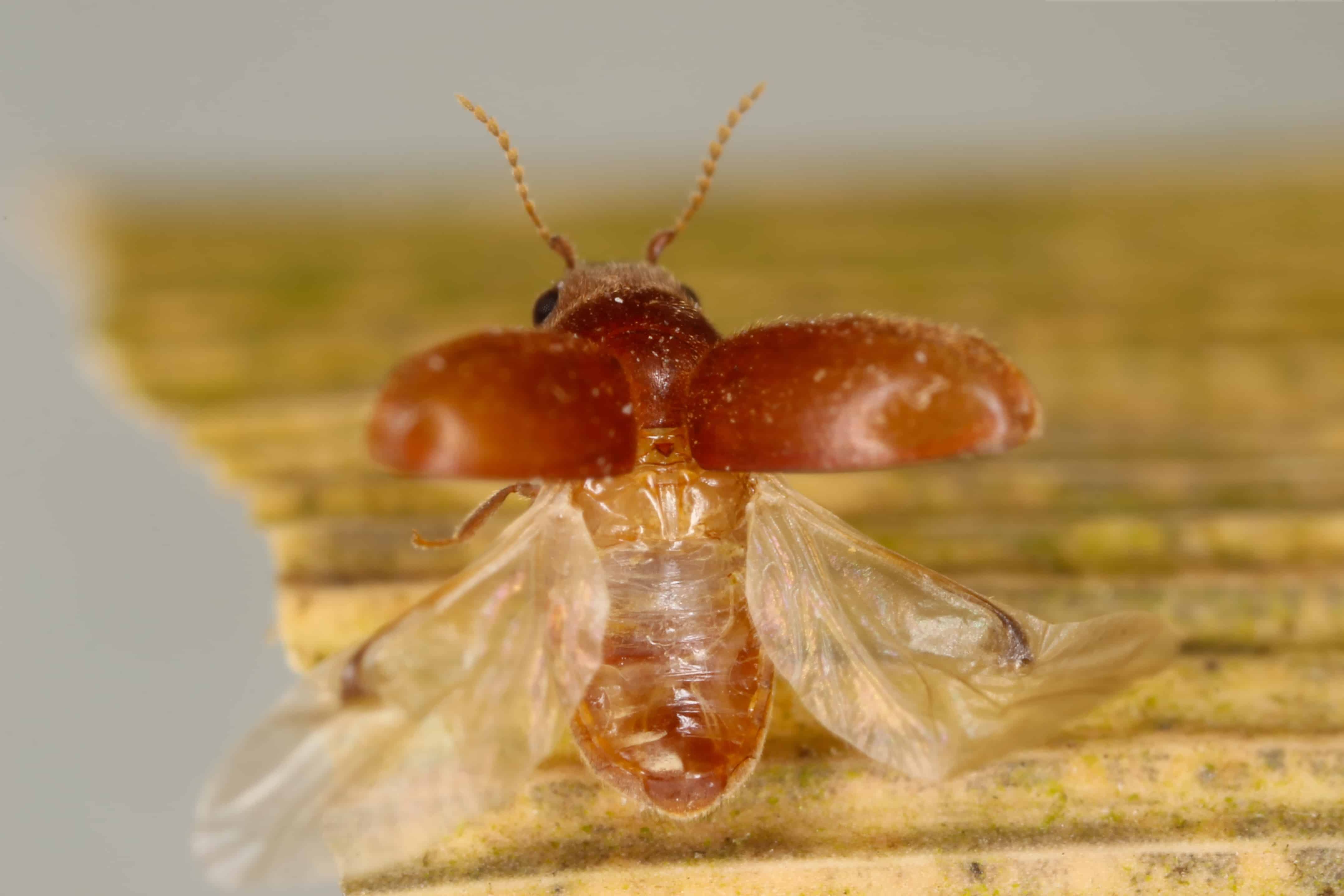 Discover 10 Types of Tan Beetles - A-Z Animals