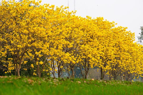 Discover the National Flower of Brazil: The Golden Trumpet - A-Z Animals