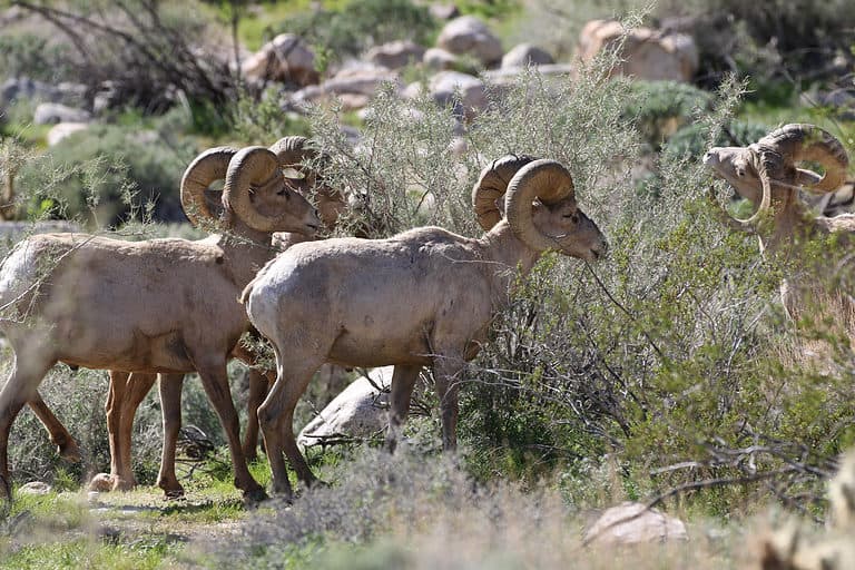 The Largest Bighorn Sheep Ever Caught in Washington was a Mountain ...
