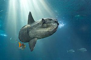 Mola mola (Ocean Sunfish) - A-Z Animals