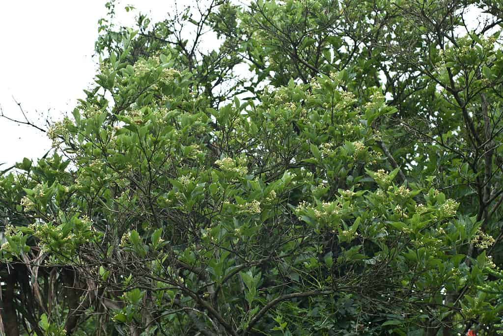 Premna Bonsai Tree - A-Z Animals