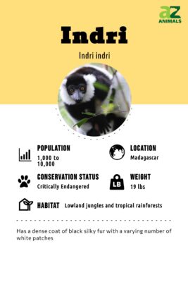 Indri Animal Facts - Indri indri - A-Z Animals