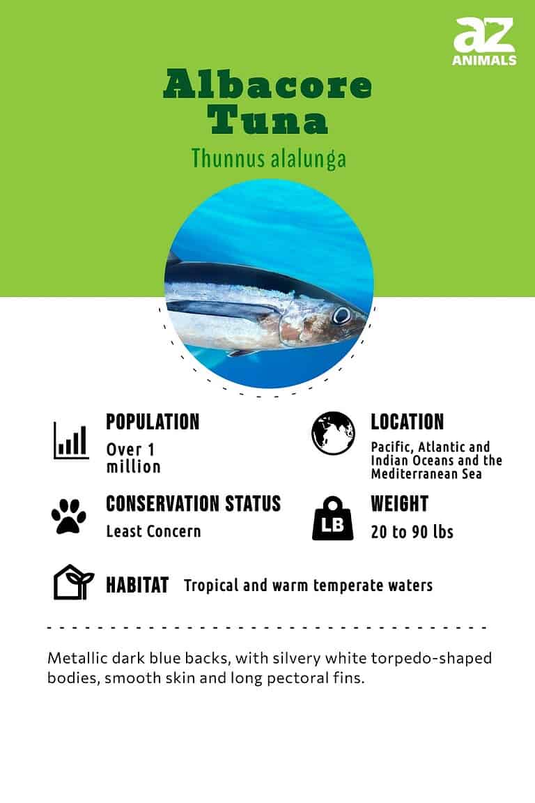Albacore Tuna Fish Facts - Thunnus alalunga - A-Z Animals
