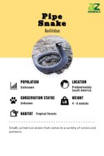 Pipe Snake Animal Facts - Anilioidea - A-Z Animals