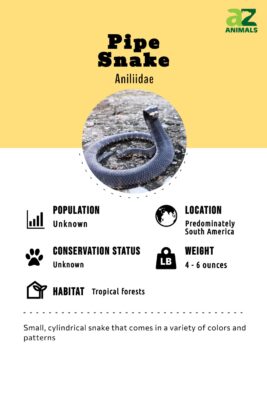 Pipe Snake Animal Facts - Anilioidea - A-Z Animals