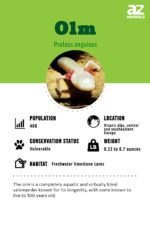 Olm Animal Facts - Proteus anguinus - A-Z Animals