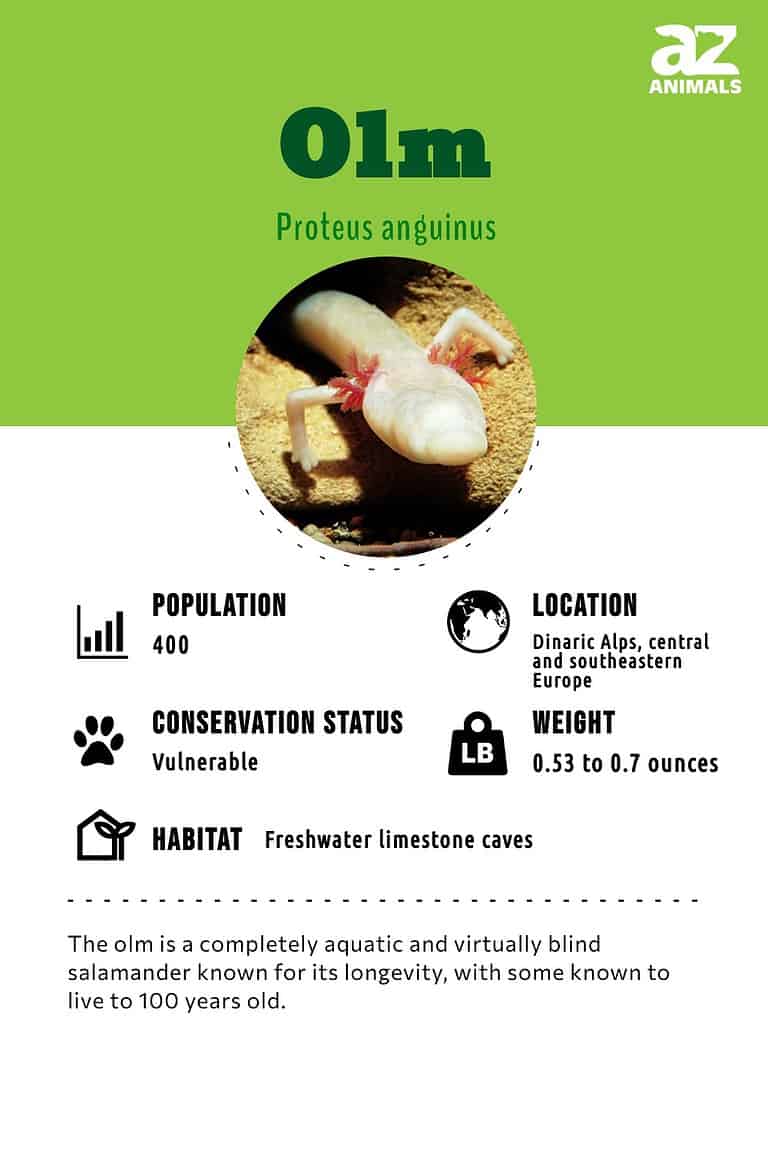 Olm Animal Facts - Proteus anguinus - A-Z Animals