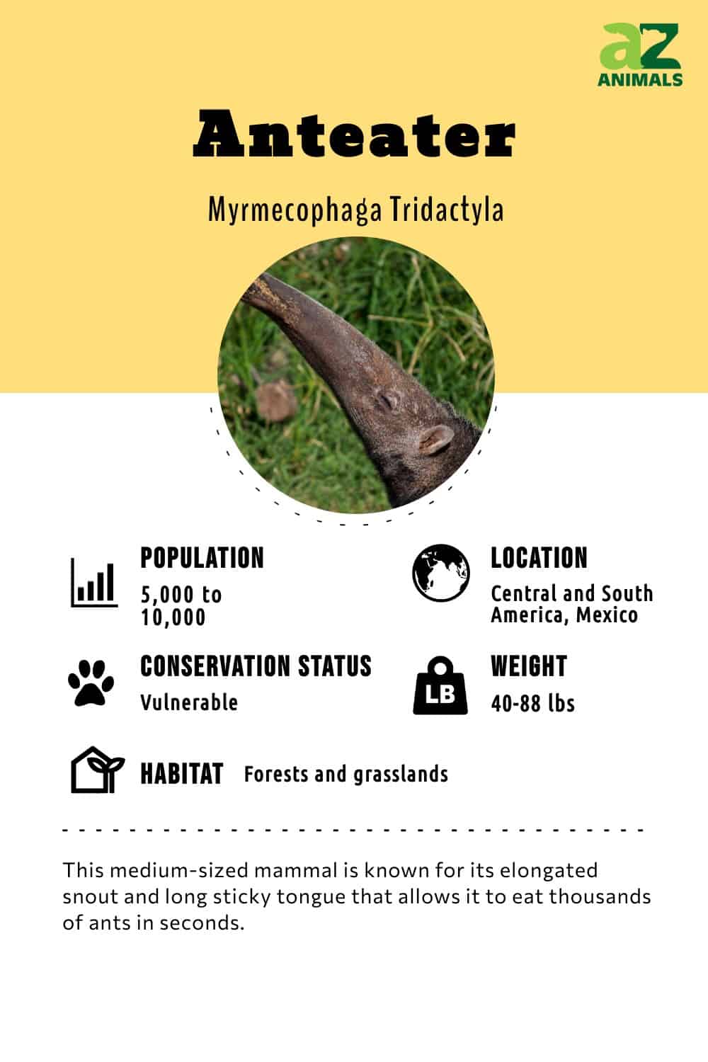 Anteater Animal Facts - Myrmecophaga Tridactyla - A-Z Animals