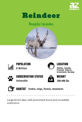 Reindeer Animal Facts - Rangifer tarandus - A-Z Animals