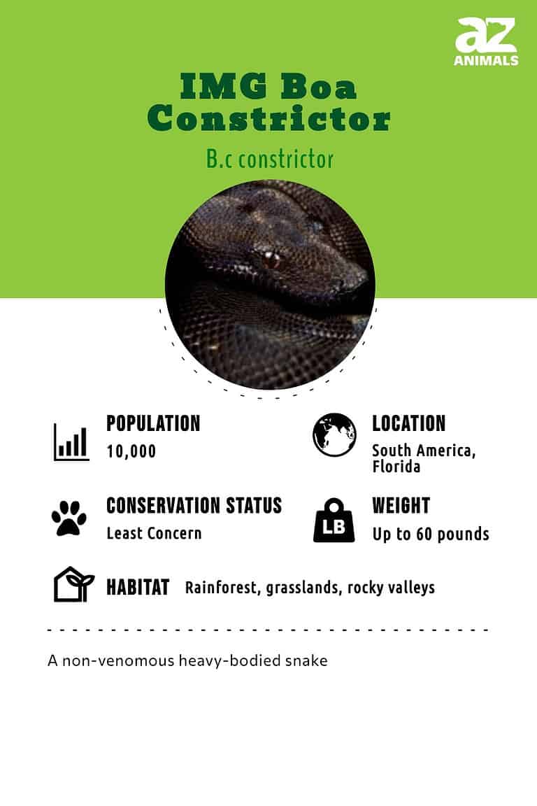IMG Boa Constrictor Animal Facts - Boa Constrictor - A-Z Animals