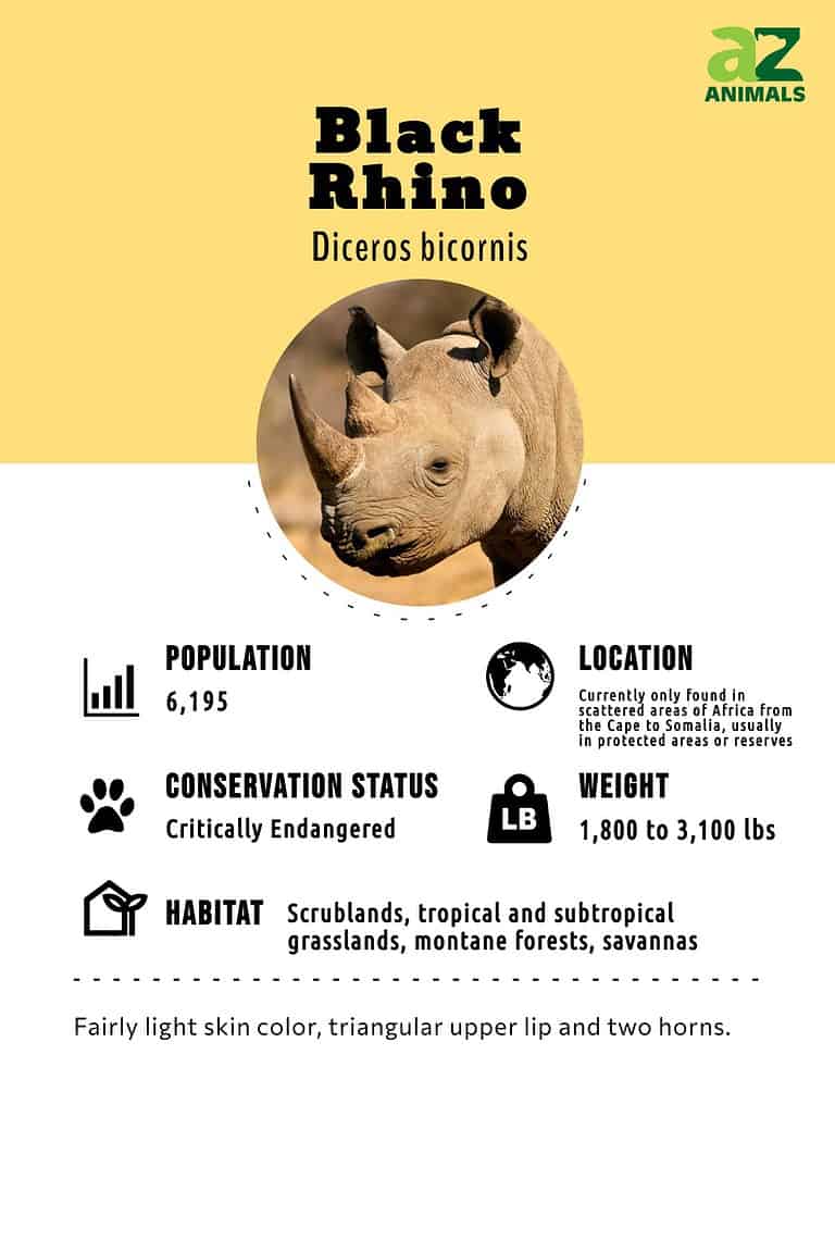 Black Rhinoceros Animal Facts - Diceros Bicornis - A-Z Animals