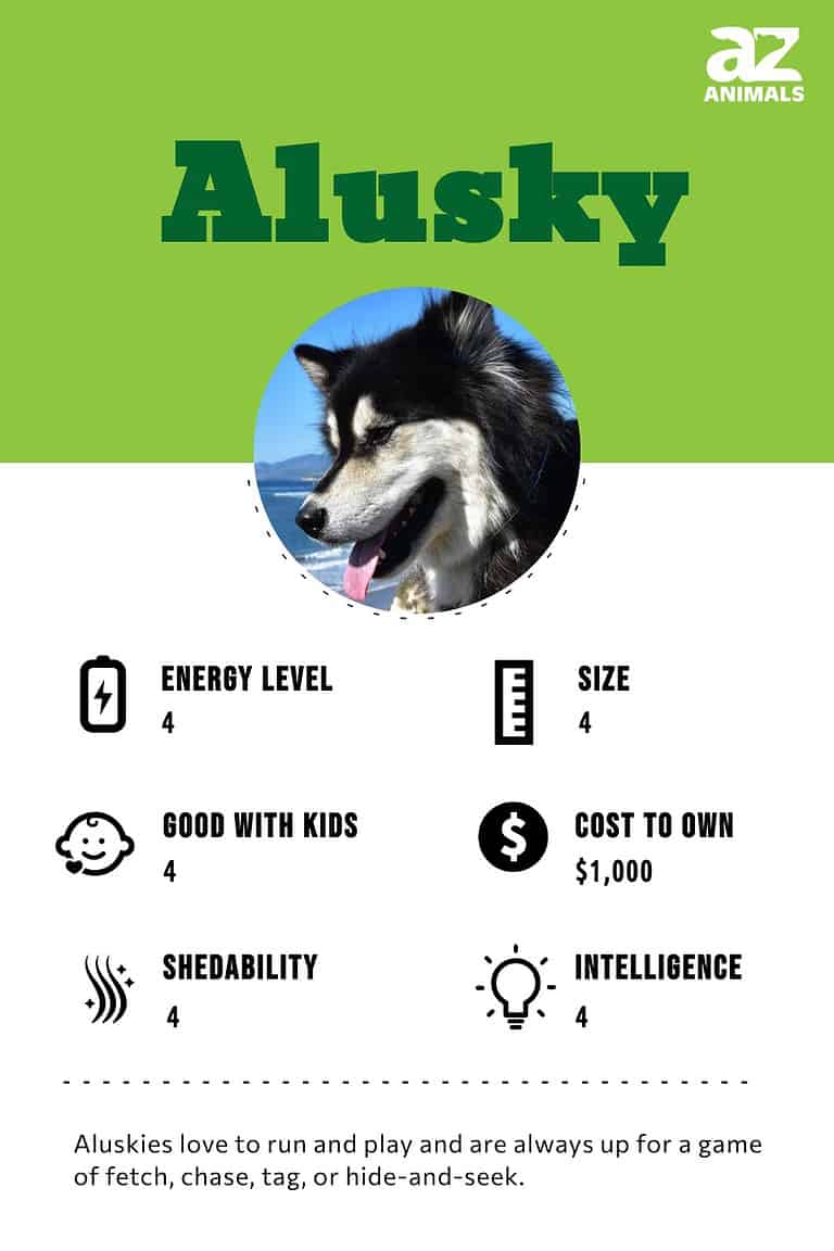 Alusky Dog Breed Complete Guide - A-Z Animals