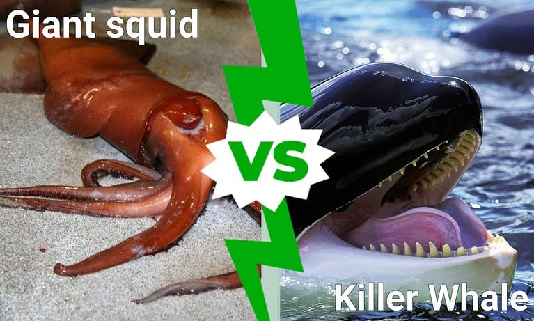 Epic Battle: Can a Giant Squid Take Down a Killer Whale in a Fight? - A ...