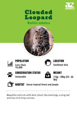 Clouded Leopard Animal Facts - Neofelis nebulosa - A-Z Animals