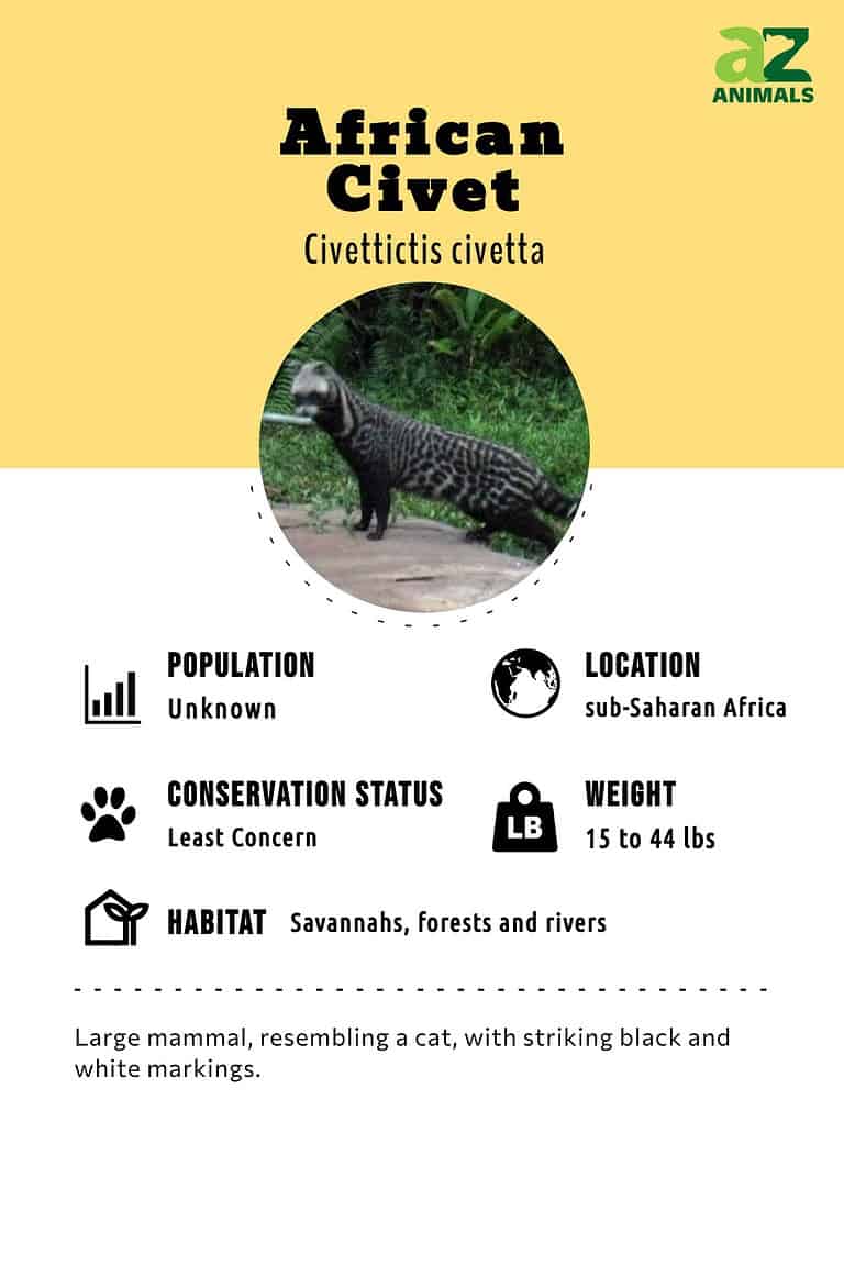 African Civet Animal Facts - Civettictis civetta - A-Z Animals