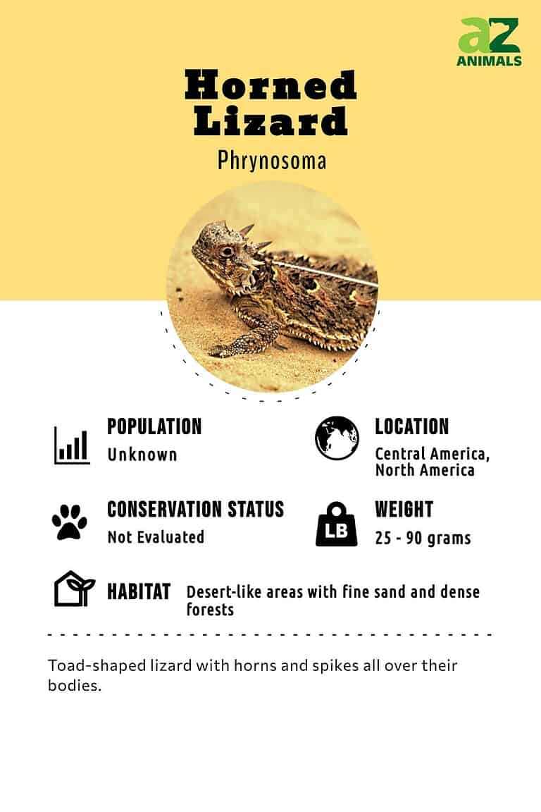 Horned Lizard Animal Facts - A-Z Animals