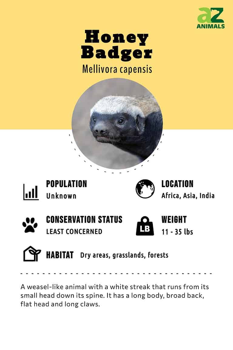 Honey Badger Animal Facts - Mellivora Capensis - A-Z Animals