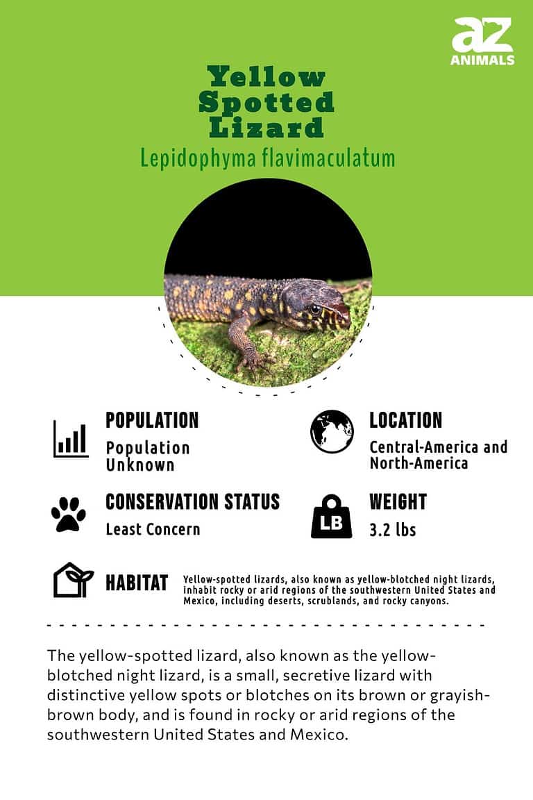 Yellow Spotted Lizard Animal Facts - Lepidophyma flavimaculatum - A-Z ...
