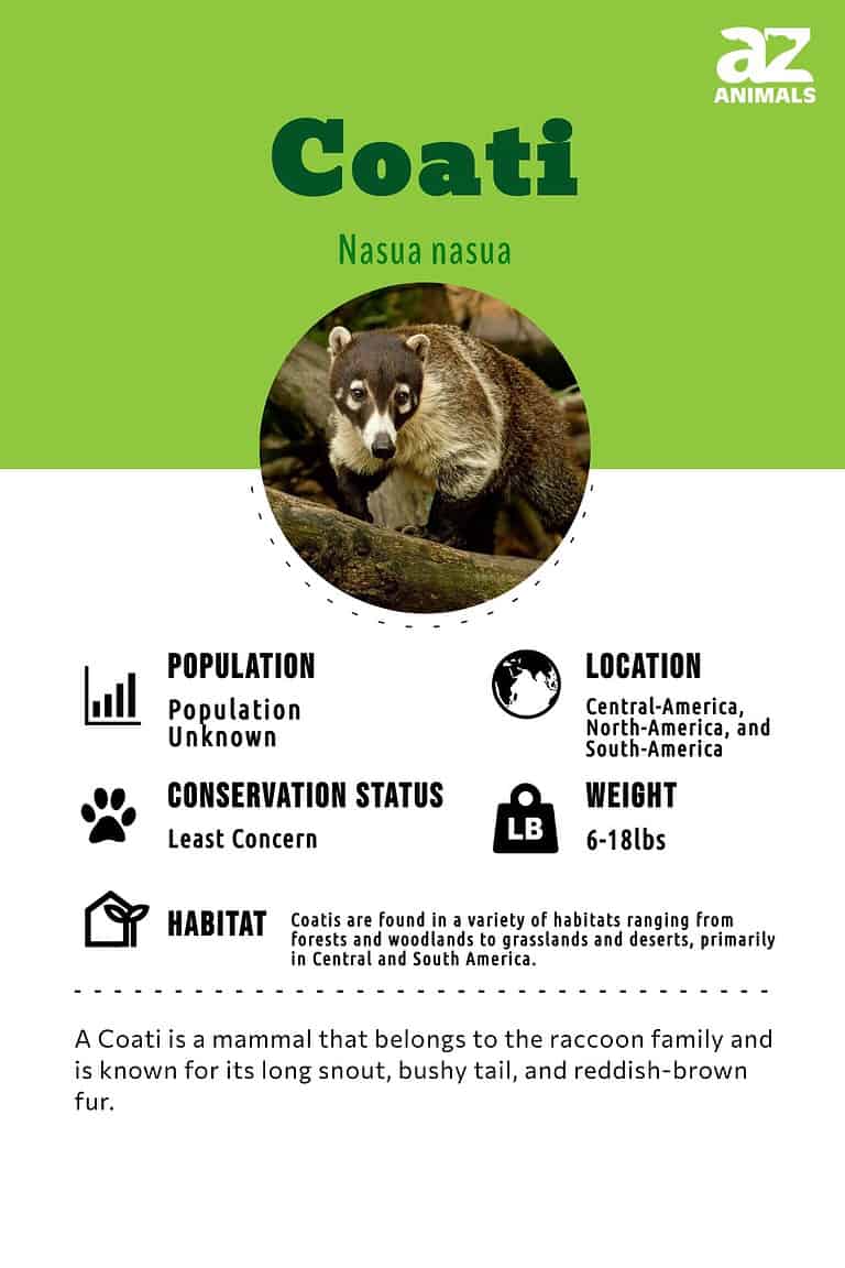Coati Animal Facts - Nasua - A-Z Animals