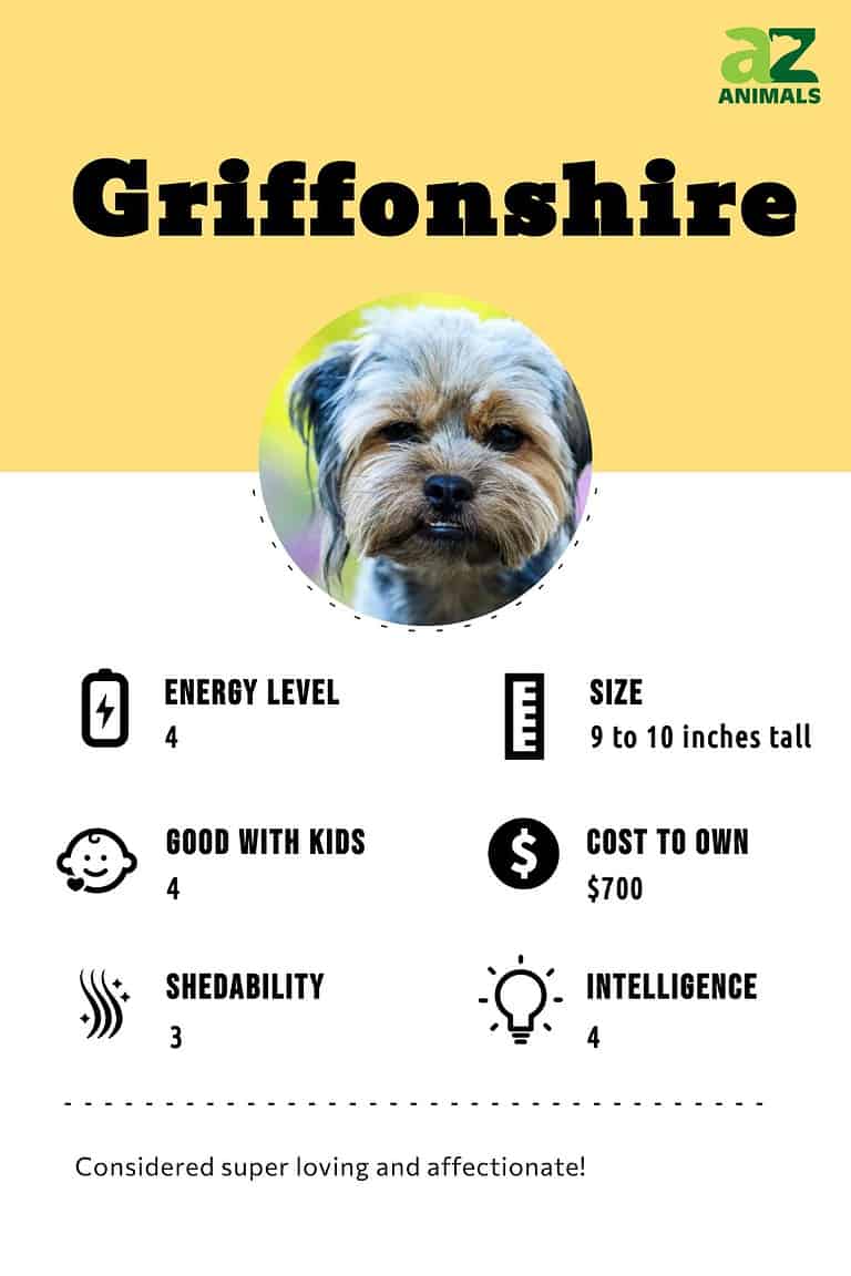 Griffonshire Dog Breed Complete Guide - A-Z Animals
