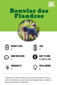 Bouvier Des Flandres Dog Breed Complete Guide - A-Z Animals