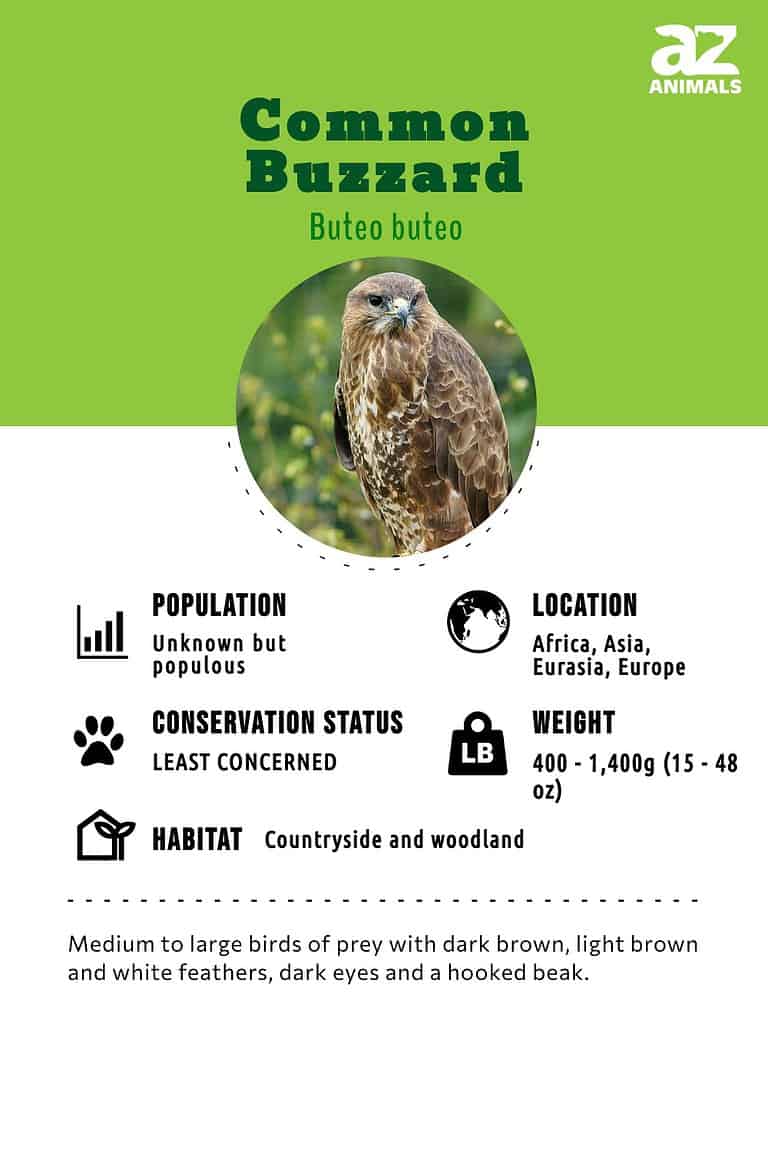 Common Buzzard Bird Facts - Buteo buteo - A-Z Animals