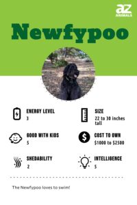 Newfypoo Animal Facts - Canis lupus familiaris - A-Z Animals