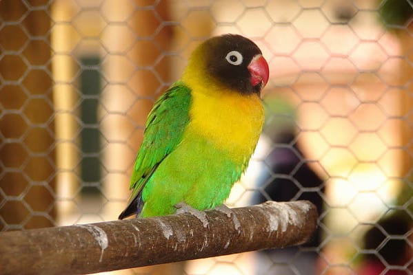 Khám phá mọi loại Lovebird ⋆ Cá cảnh mini