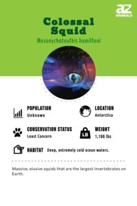 Colossal Squid Animal Facts - Mesonychoteuthis hamiltoni - A-Z Animals