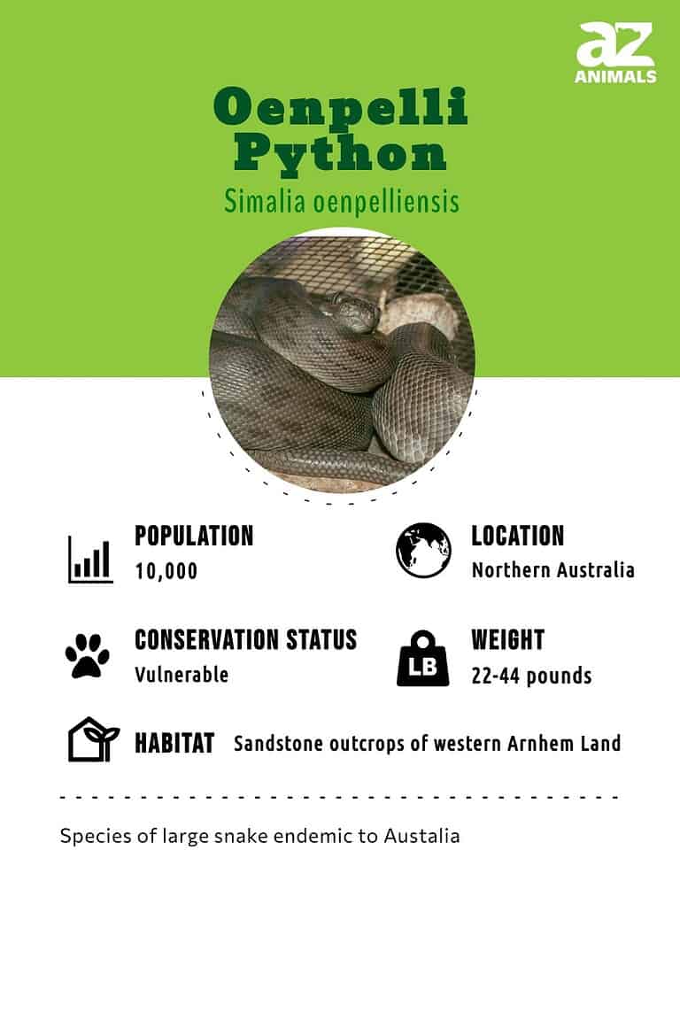 Oenpelli python Animal Facts - Nyctophilopython oenpelliensis - A-Z Animals